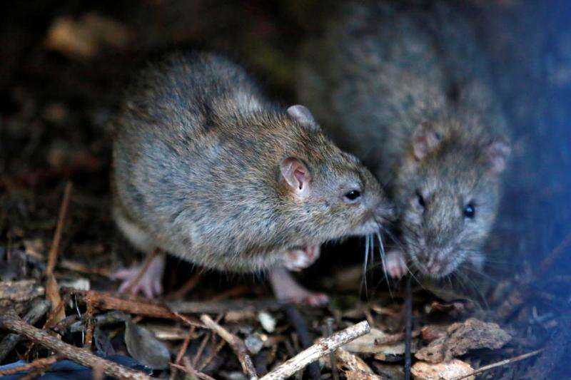 Rid of rats! - Jamaica Observer