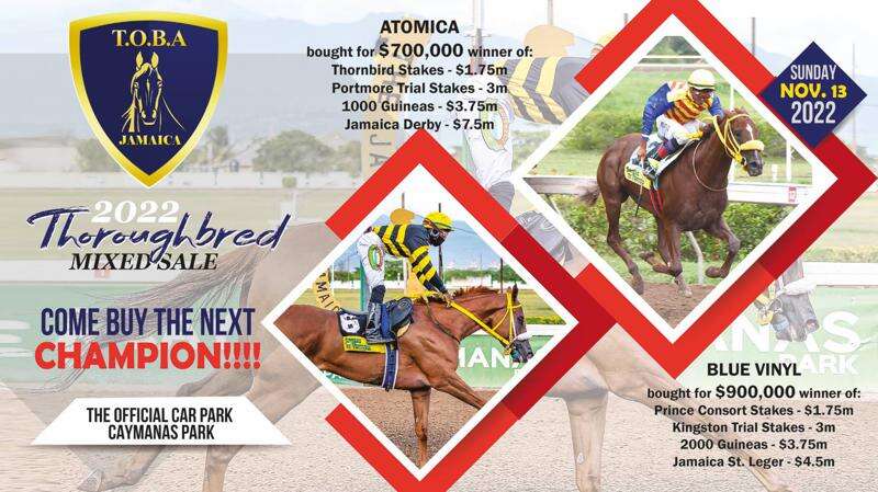 87 YEARLINGS entered in 2022 TOBA Mixed Sale - Jamaica Observer