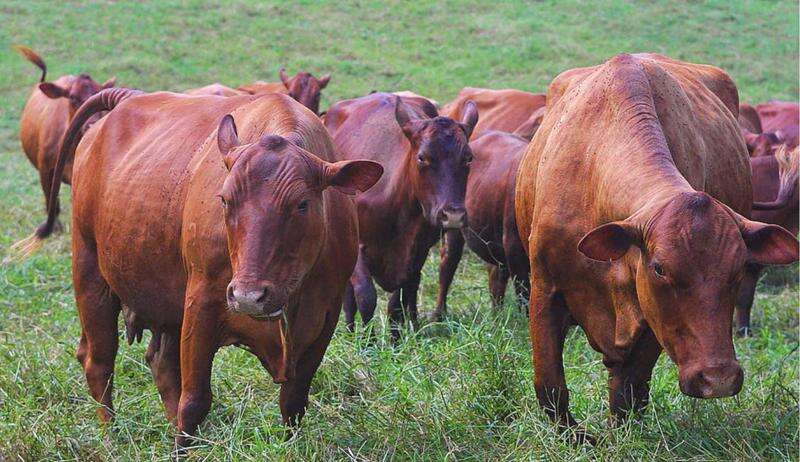 Thomas Phillip Lecky: The unnamed hero - Jamaica Observer