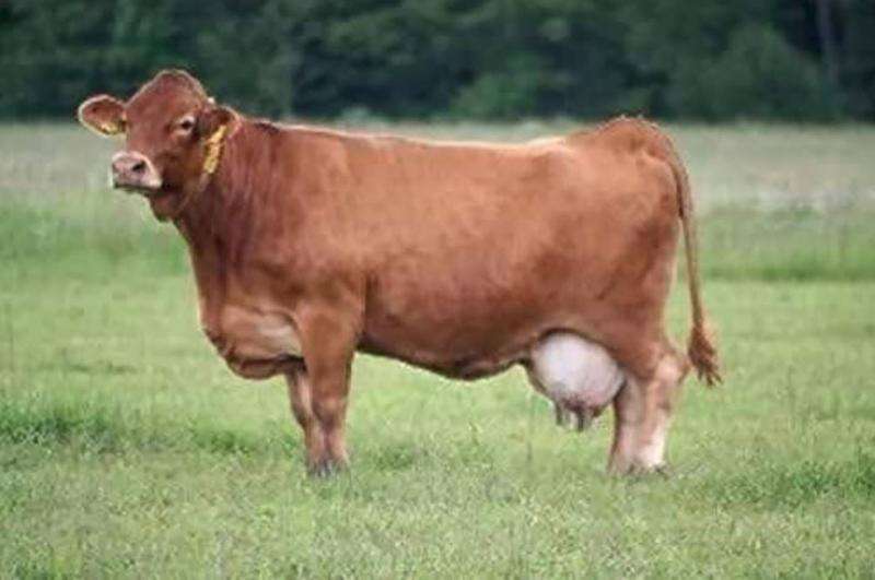 Thomas Phillip Lecky: The unnamed hero - Jamaica Observer