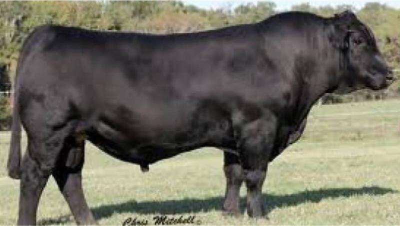 Thomas Phillip Lecky: The unnamed hero - Jamaica Observer