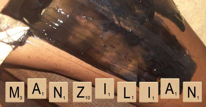 The manzilian: Is your guy up for it? - Jamaica Observer