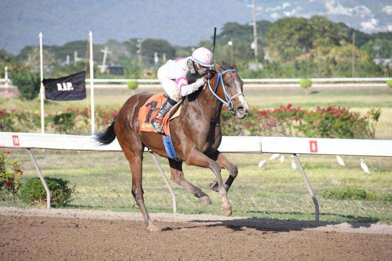 Positive ID shows his love for the longer distances - Jamaica Observer