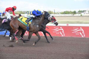 Omar 'Champo' Walker rallies Taurus Boy to victory - Jamaica Observer