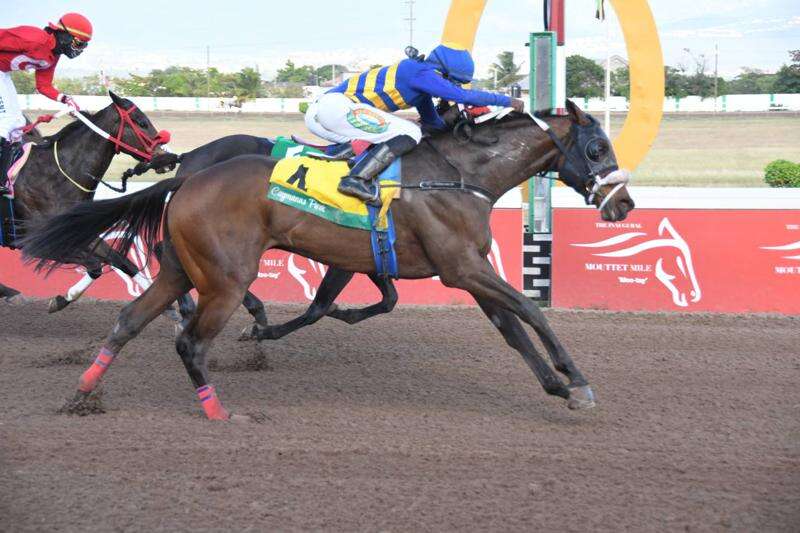 Taurus Boy makes telling sprint to nip rivals - Jamaica Observer