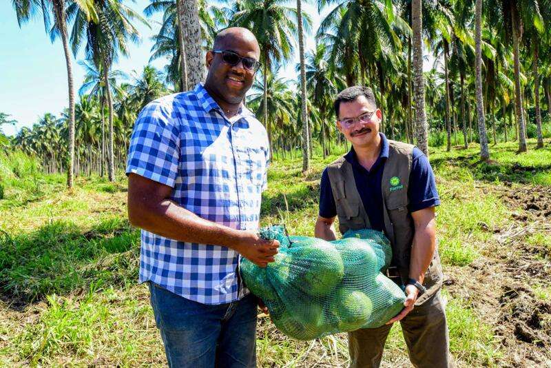JP Farms exports first shipment of coconuts - Jamaica Observer
