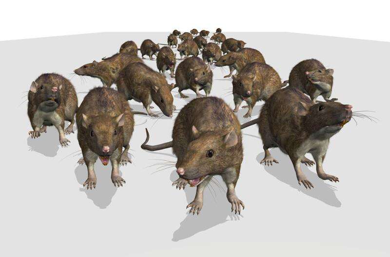 Rodent rage - Jamaica Observer