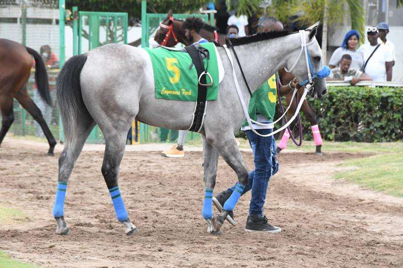 Royal Ash hot favourite in today's feature race - Jamaica Observer