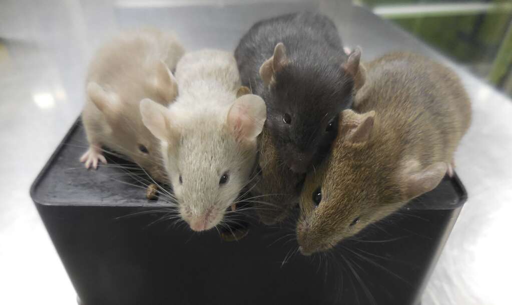 Scientists create mice with cells from 2 males - Jamaica Observer