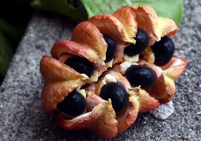 Ackee and Jamaican vomiting sickness - Jamaica Observer