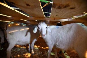 Superior goats imported to bolster local breeds - Jamaica Observer