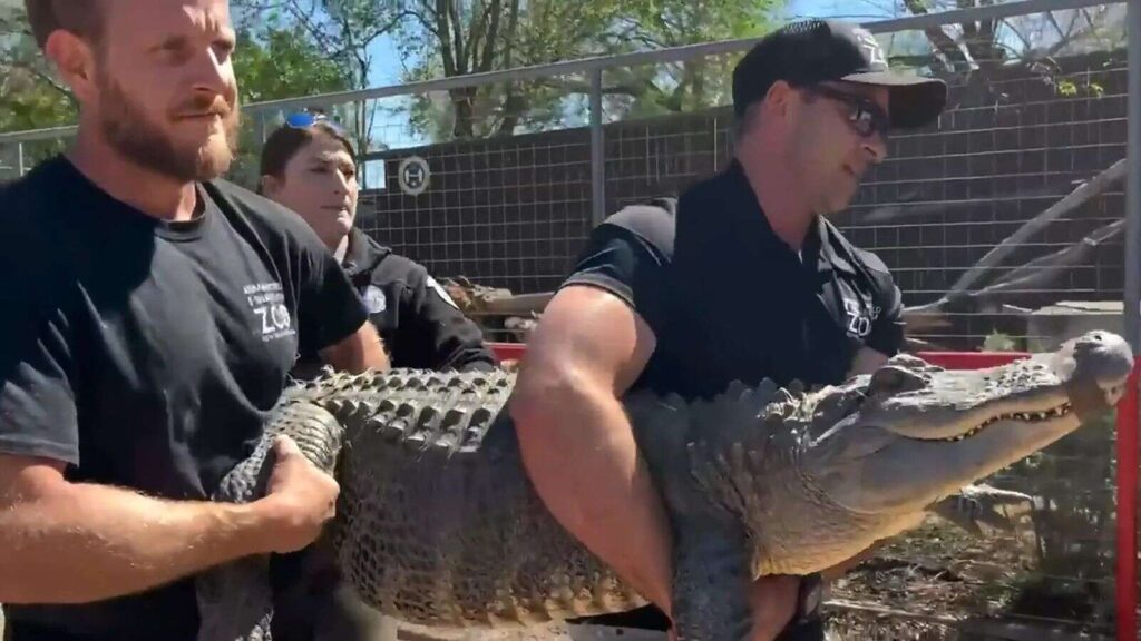 Alligator stolen 20 years ago from Texas zoo returned - Jamaica Observer
