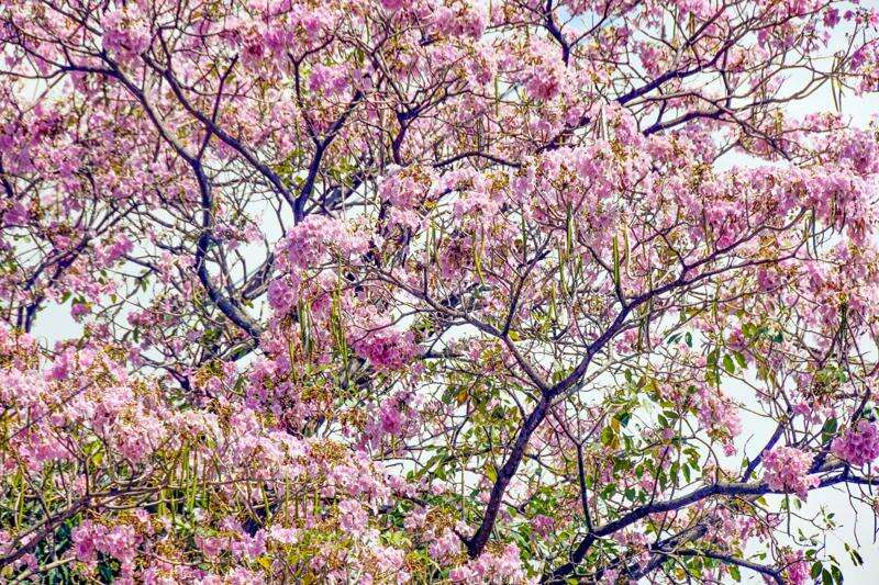 The Majestic Poui: A Splendid Ornament of Arboreal Grandeur - Jamaica ...