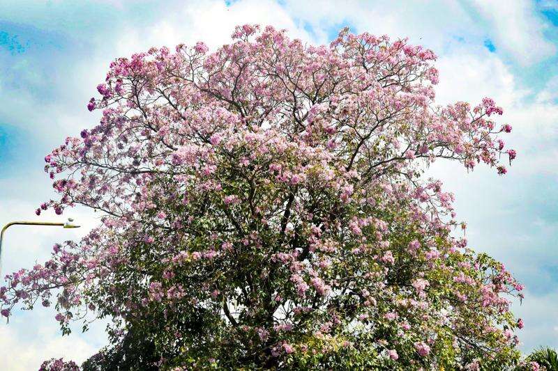 The Majestic Poui: A Splendid Ornament of Arboreal Grandeur - Jamaica ...