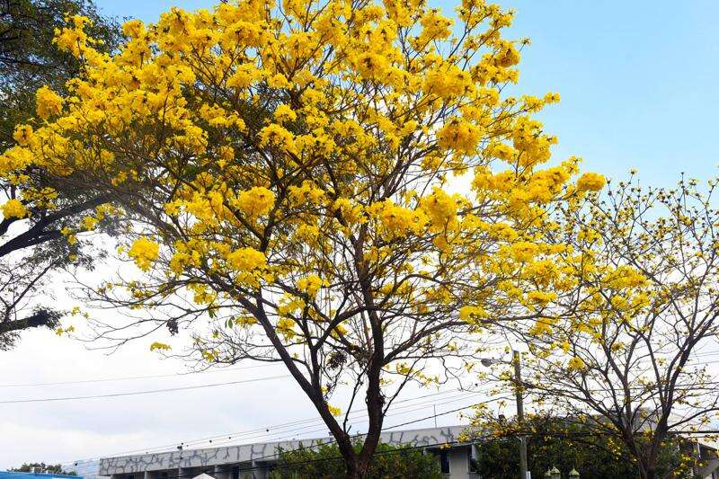 The Majestic Poui: A Splendid Ornament of Arboreal Grandeur - Jamaica ...