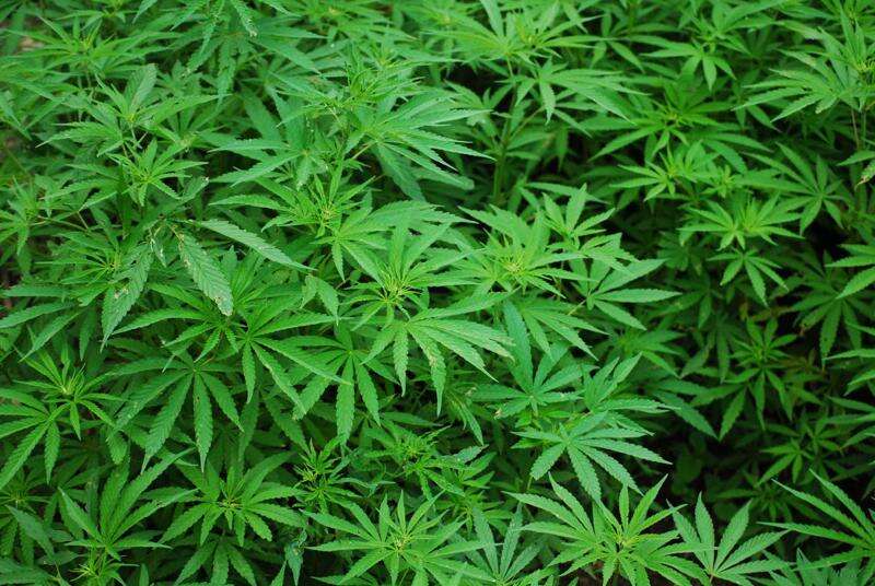 Small ganja farmers get break - Jamaica Observer