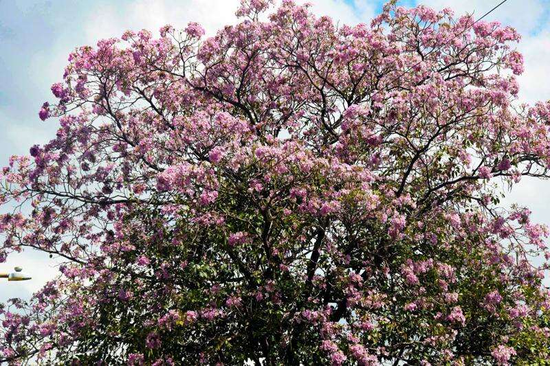 The Majestic Poui: A Splendid Ornament of Arboreal Grandeur - Jamaica ...