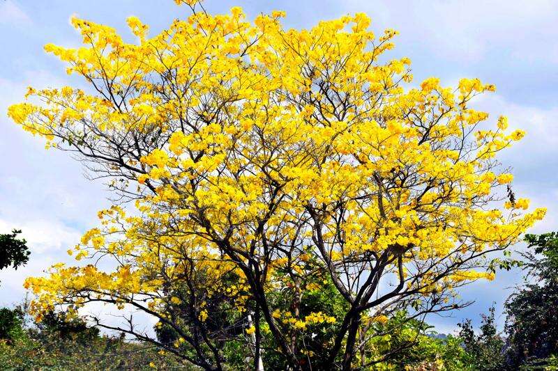 The Majestic Poui: A Splendid Ornament of Arboreal Grandeur - Jamaica ...
