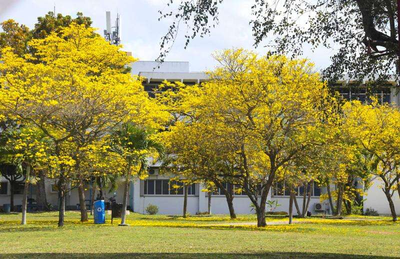 The Majestic Poui: A Splendid Ornament of Arboreal Grandeur - Jamaica ...
