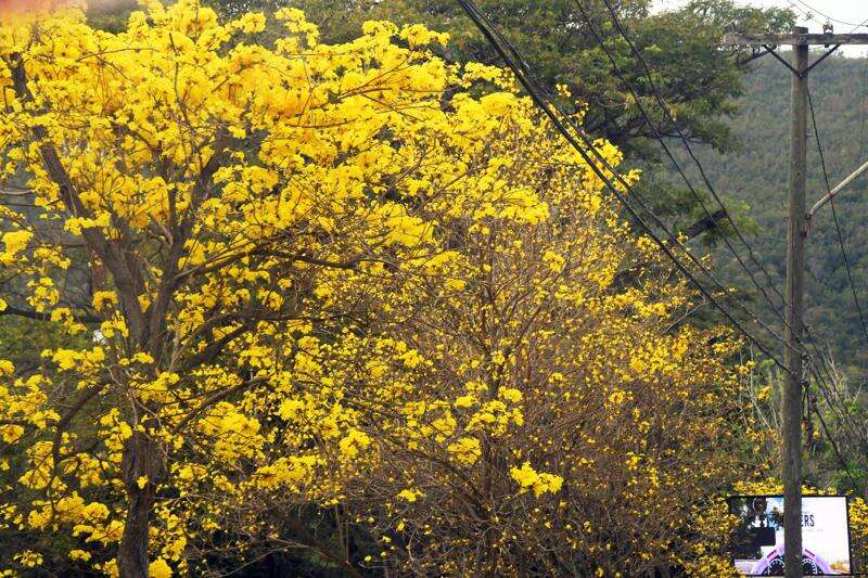 The Majestic Poui: A Splendid Ornament of Arboreal Grandeur - Jamaica ...