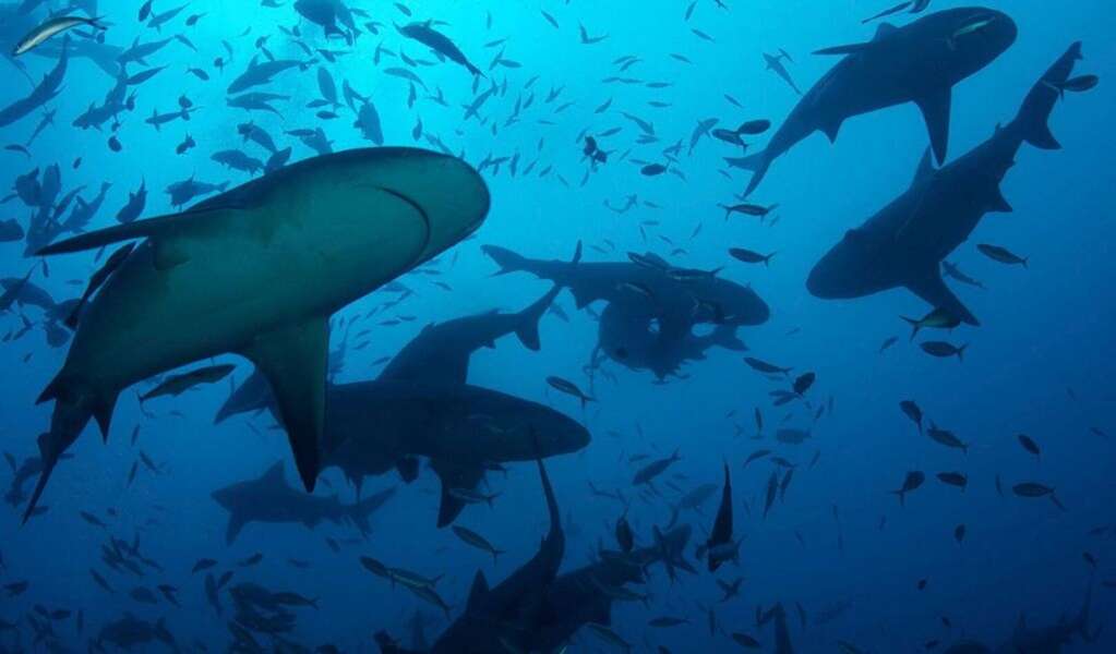 Sharks bite two fishermen in Florida Keys in separate incidents ...