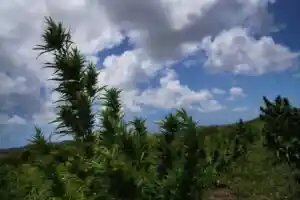 Rastafari gain sacramental rights to marijuana in Antigua and Barbuda ...