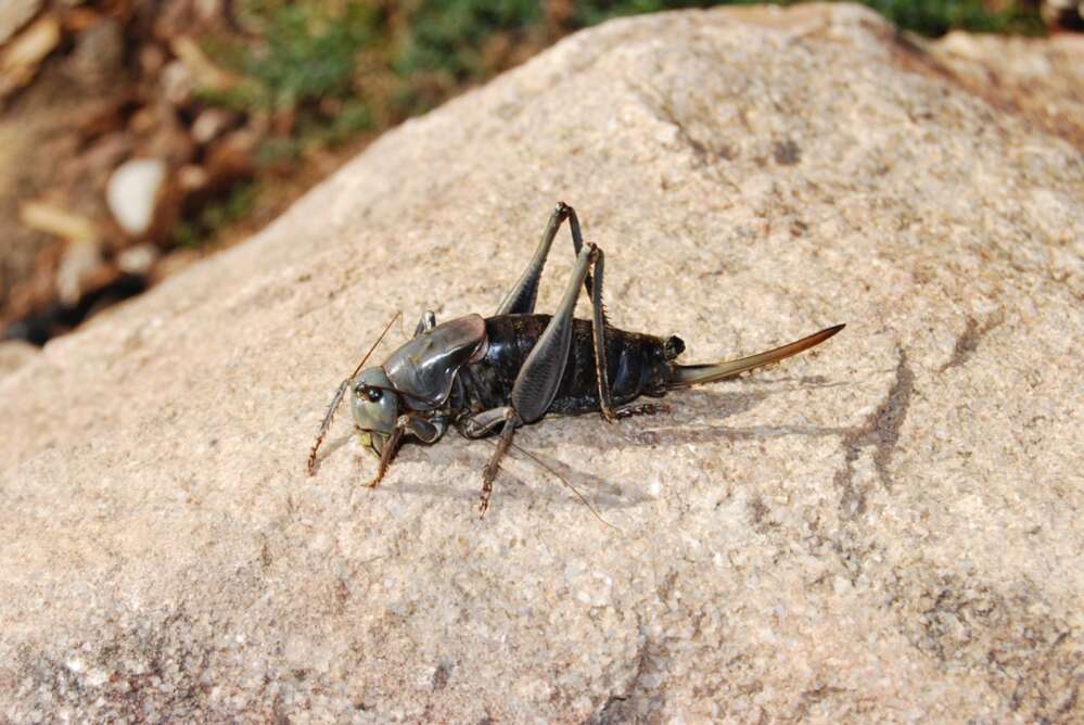 US town bowled over by invasion of crickets - Jamaica Observer