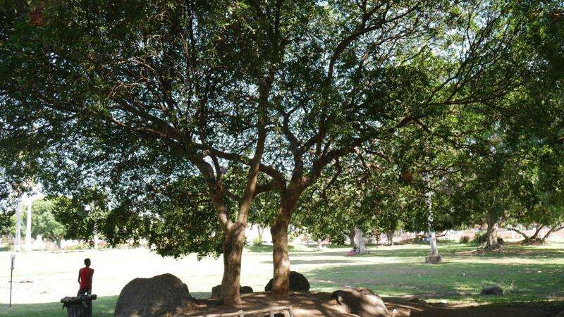 Forestry Dept, Devon House playing important role in preserving Jamaica ...