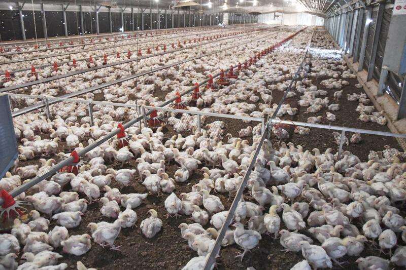 Ventilated farming for convenience - Jamaica Observer