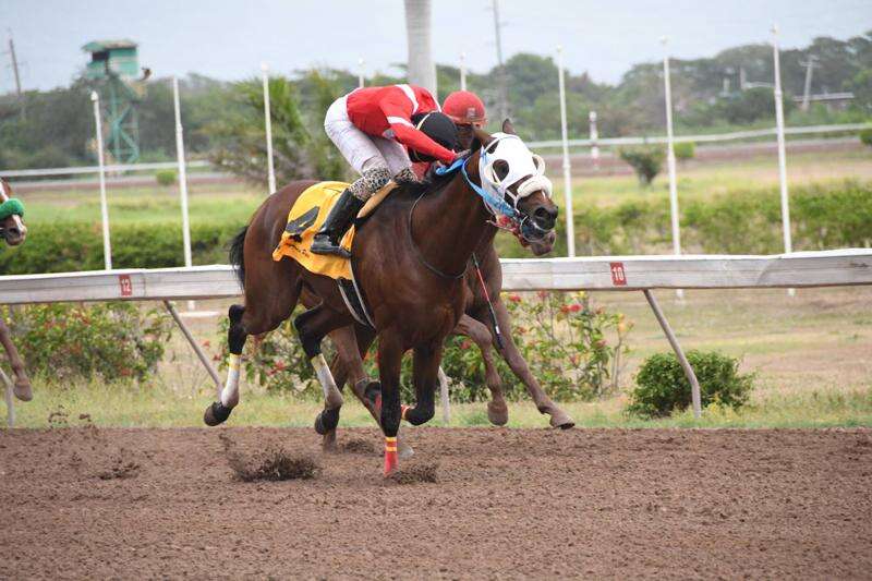 Major Danger set for another victory - Jamaica Observer