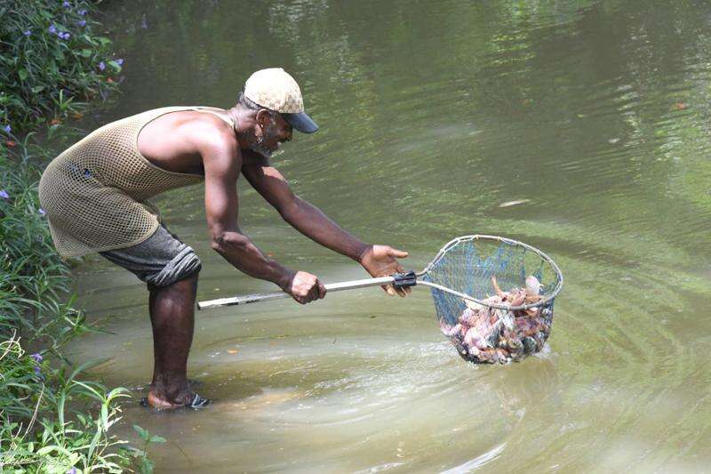 No need to meddle! - Jamaica Observer