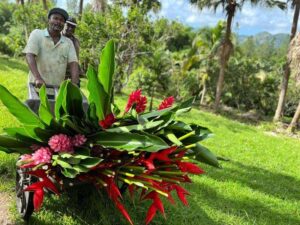 Cultivating Sustainability at Croydon Estate - Jamaica Observer