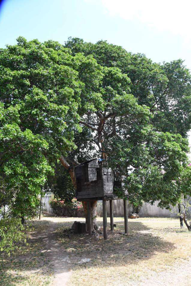 The Lignum Vitae: A Symbol of Strength and Independence for Jamaica ...