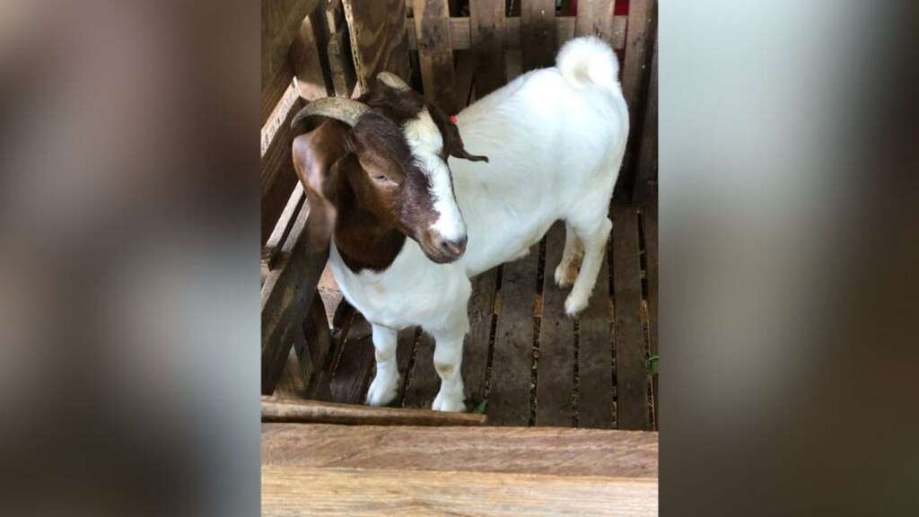 AI in livestock farming - Jamaica Observer