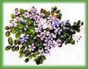 The Lignum Vitae: A Symbol of Strength and Independence for Jamaica ...