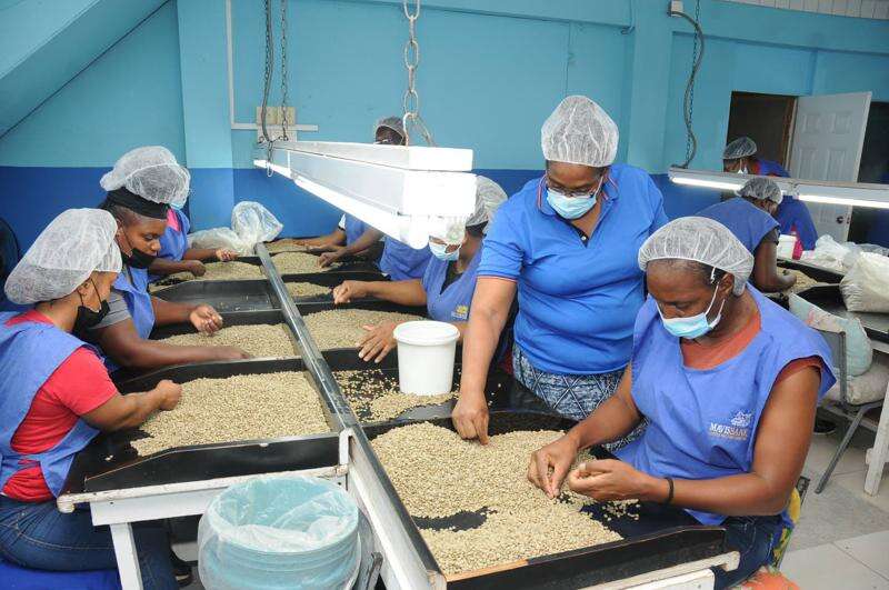 100 years of Mavis Bank Coffee Factory - Jamaica Observer
