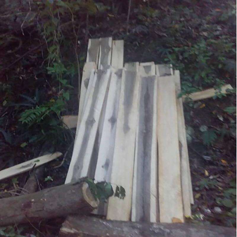 Portland resident fined for operating sawmill without licence - Jamaica ...