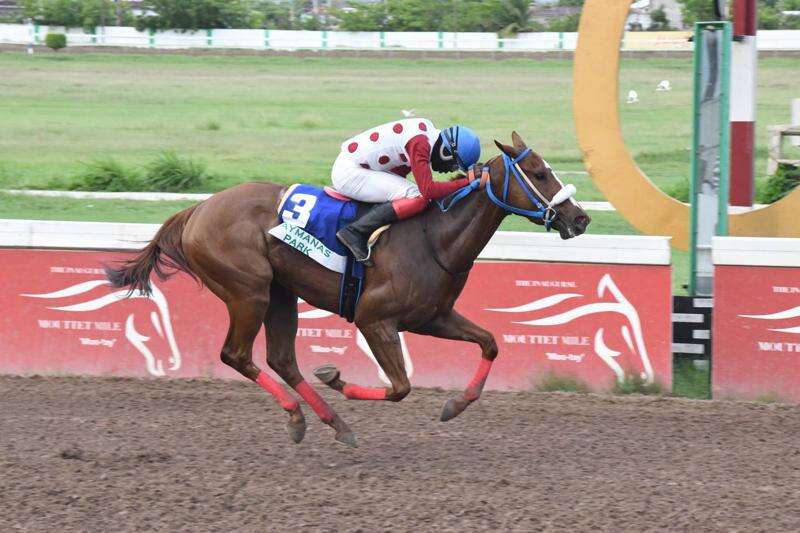 Princess Sharon hard to oppose in Jamaica Oaks Classic - Jamaica Observer