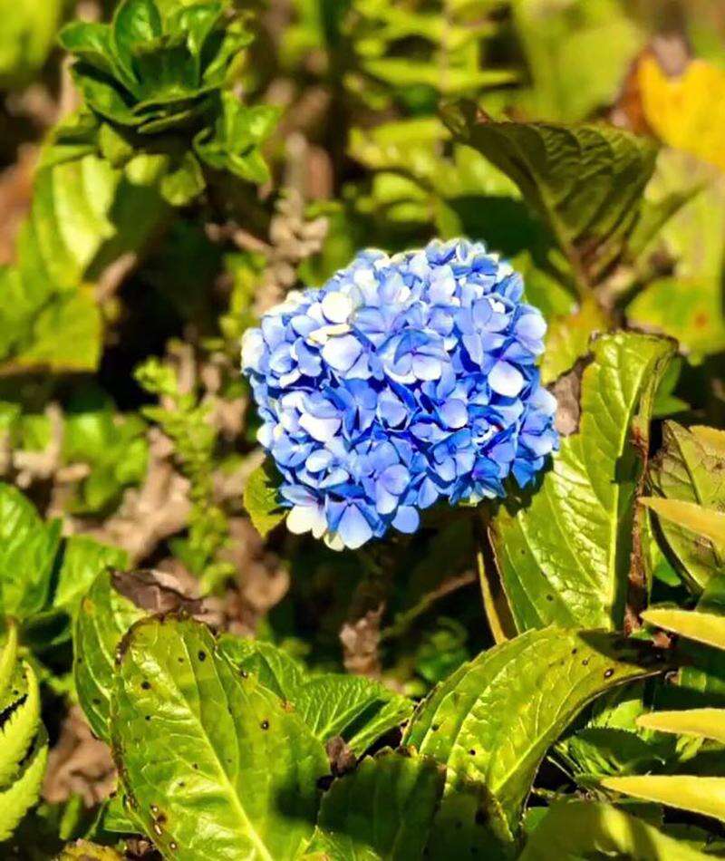 Rare Blue Hydrangeas at Greenwich, Newcastle - Jamaica Observer