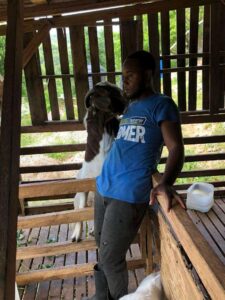 AI in livestock farming - Jamaica Observer