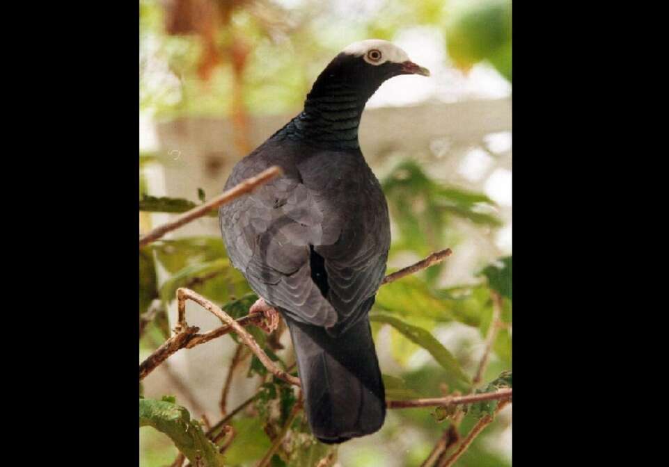 Bird shooting season to open on August 19 - Jamaica Observer