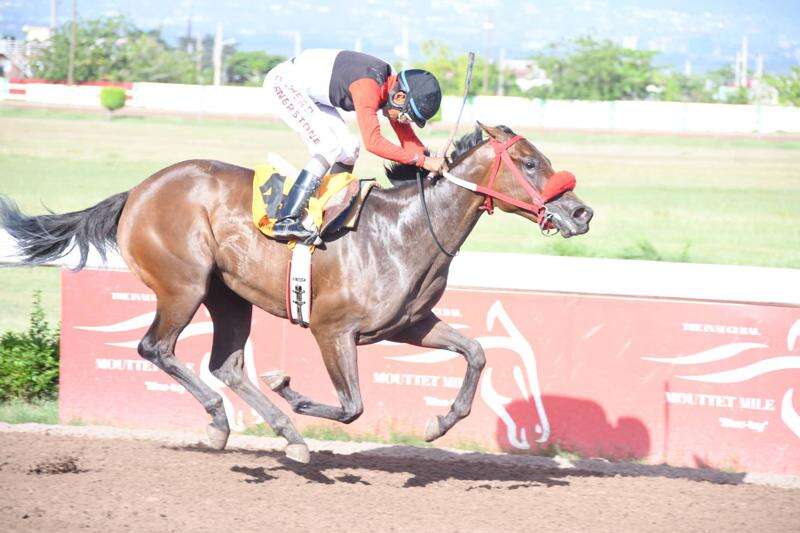 Princess Sharon front-runner for Jamaica Oaks - Jamaica Observer