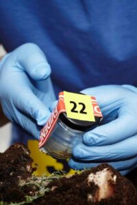 UWI student reiterates value of insects to crime investigation ...