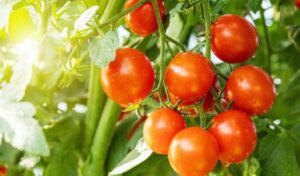 Price cuts expected for some fruits, vegetables soon – RADA - Jamaica ...