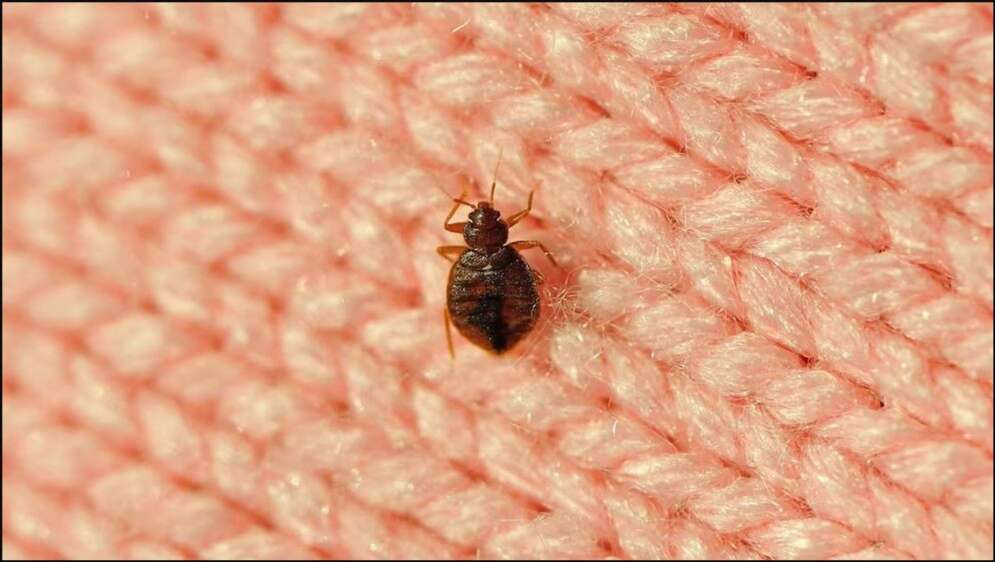 Bedbugs force closure of seven schools in France: minister - Jamaica ...