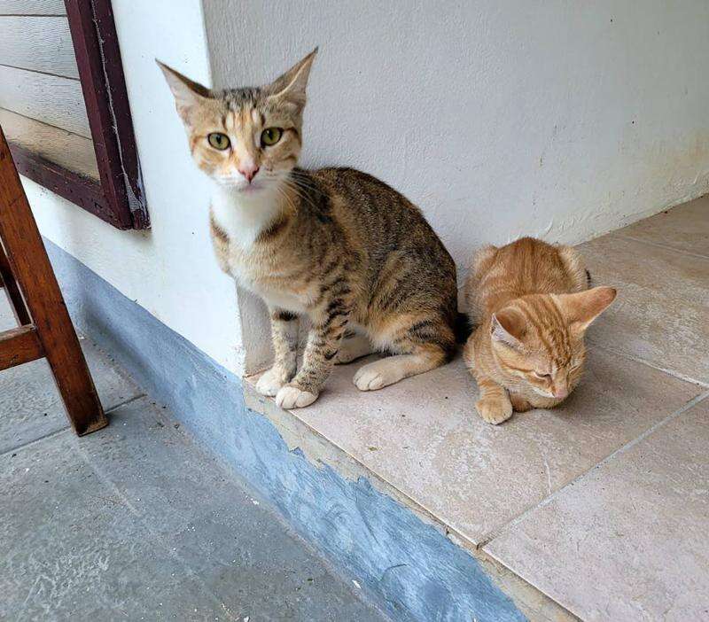 Cat nuisance - Jamaica Observer