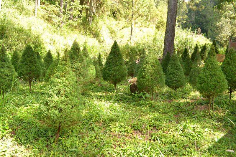 Fresh Pine Trees from Mount Airy for Xmas - Jamaica Observer