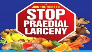Agriculture sector takes steps to combat praedial larceny - Jamaica ...