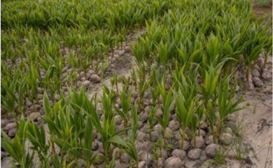 Guyana scaling up coconut production - Jamaica Observer