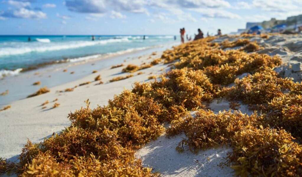 Regional cooperation a must to combat Sargassum threat - Jamaica Observer
